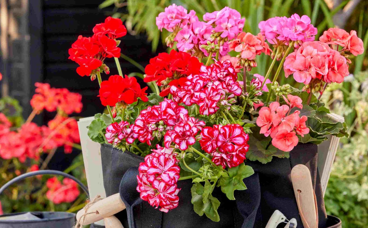 Kedvencünk, a muskátli - a legfontosabb ültetési és gondozási...